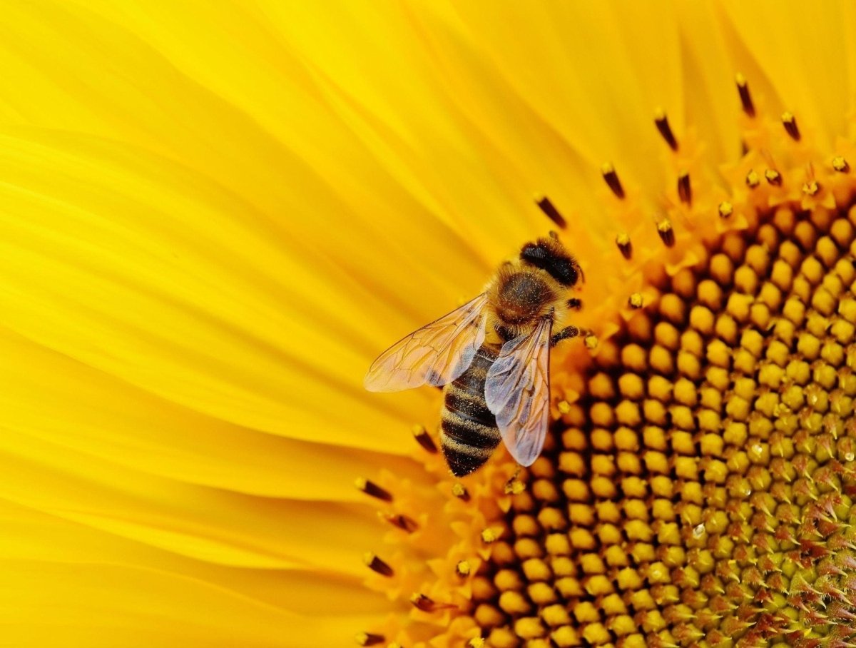 How to Create a Bee-Friendly Garden | Bench Store